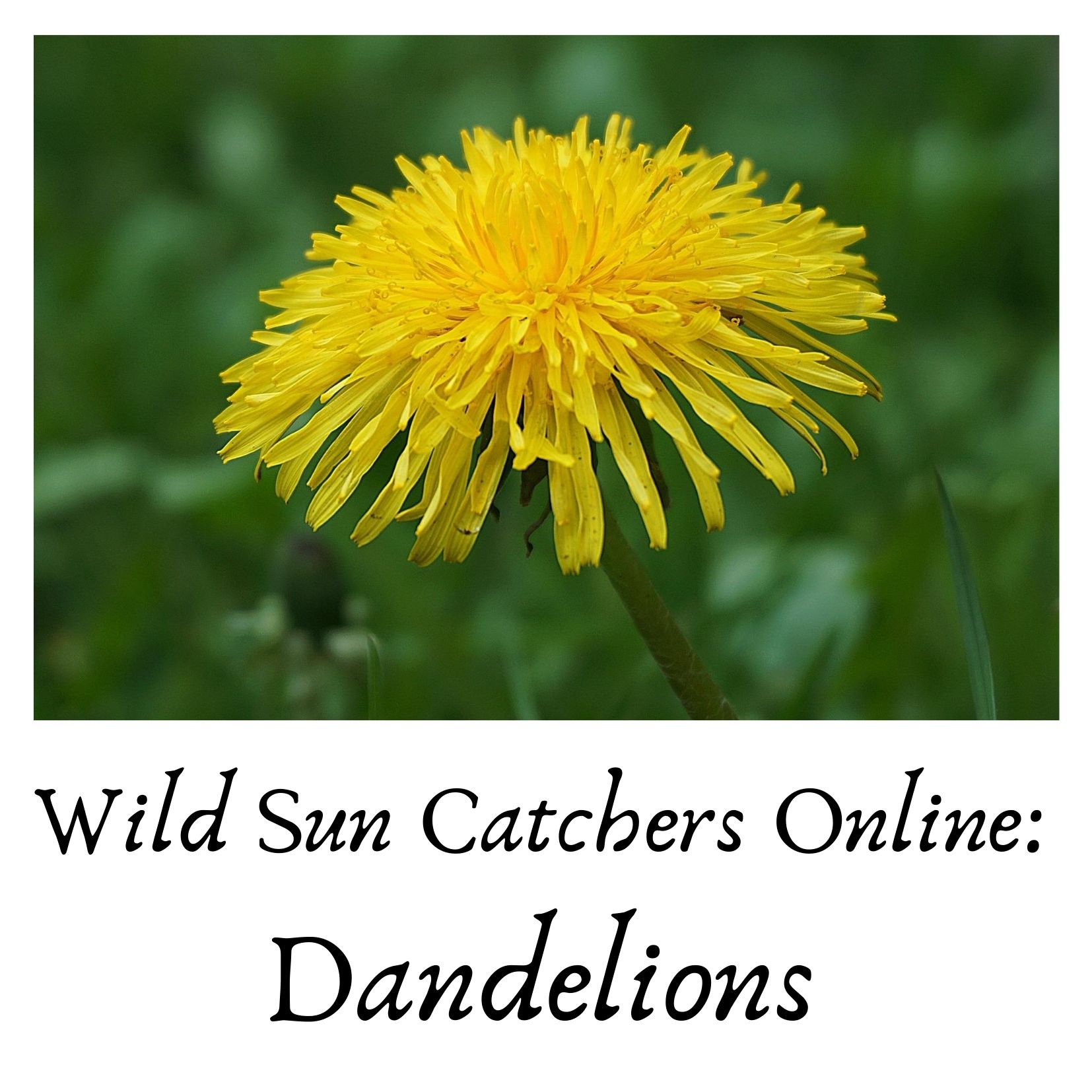 Wild Sun Catchers | Blue Hill Heritage Trust