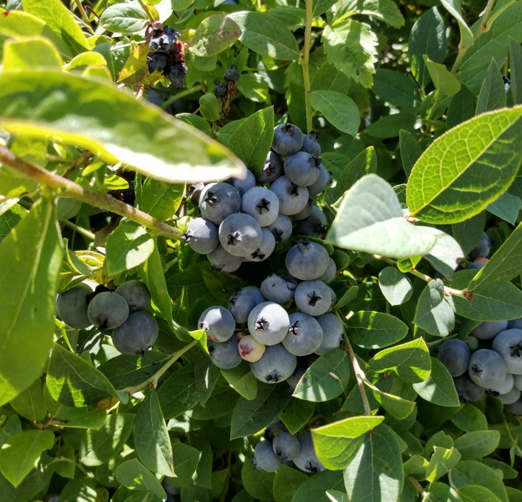 Penobscot Community Forest at Wallamatogus Mountain | Blue Hill ...