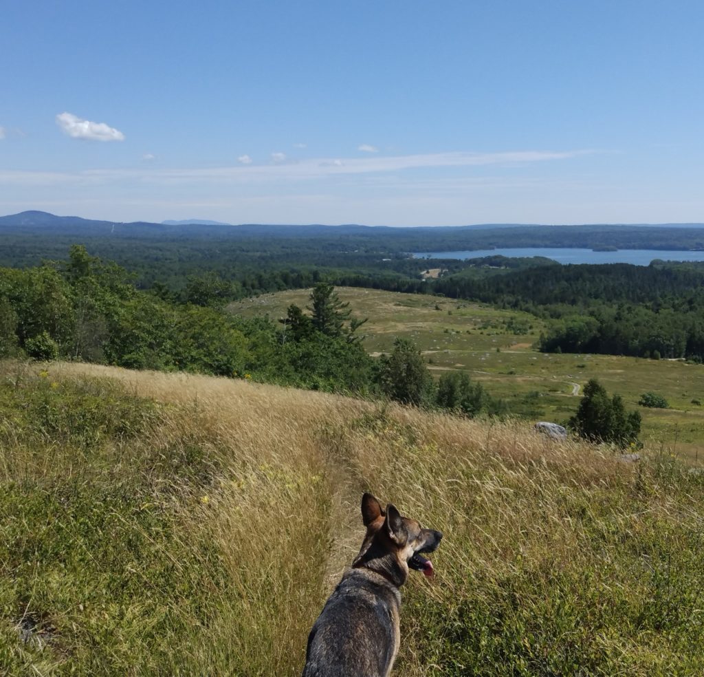 Penobscot Community Forest at Wallamatogus Mountain | Blue Hill ...
